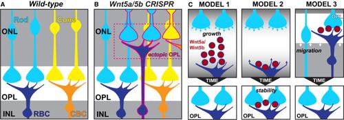 大规模CRISPR介导的体细胞诱变确定了指导视网膜发育的信号通路。,Neuron - X-MOL