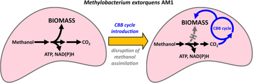 An engineered Calvin-Benson-Bassham cycle for carbon dioxide fixation ...