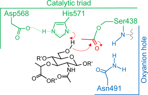 Peptidoglycan Modification by the Catalytic Domain of Streptococcus ...