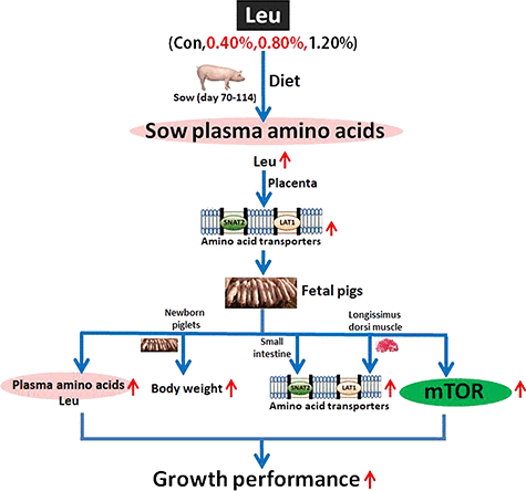 亮氨酸通过妊娠后期晚期背最长肌的mTOR信号通路增加蛋白质合成，从而促进胎猪的生长。,Journal of Agricultural and ...