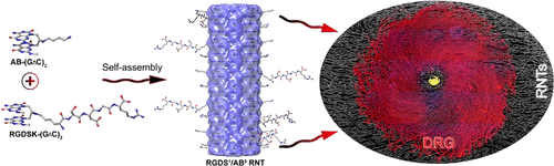Bioactive Organic Rosette Nanotubes Support Sensory Neurite Outgrowth ...