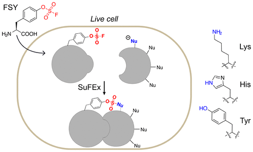 Genetically encoding fluorosulfate-L-tyrosine to react with lysine ...