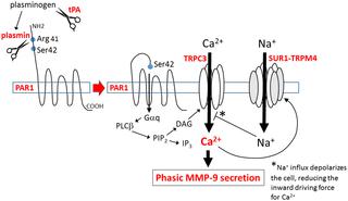 tPA诱导脑内皮细胞SUR1-TRPM4通道活化和MMP-9的阶段性分泌,PLOS ONE - X-MOL