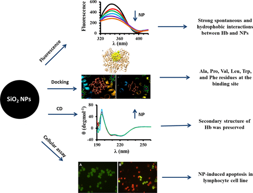 Investigating the Interaction of Silicon Dioxide Nanoparticles with ...
