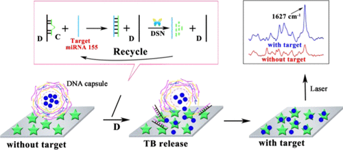 Stimuli-Responsive DNA Microcapsules for SERS Sensing of Trace MicroRNA,ACS Applied Materials ...