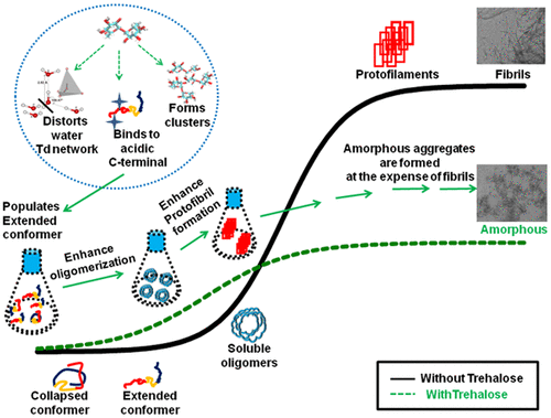 Paradoxical Effect of Trehalose on the Aggregation of α-Synuclein ...