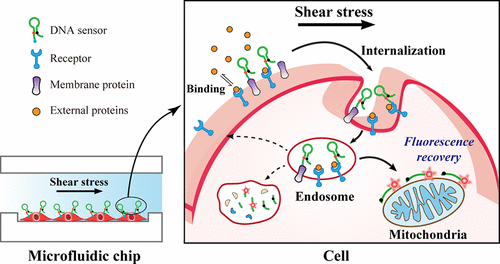 Shear Stress-Enhanced Internalization of Cell Membrane Proteins ...