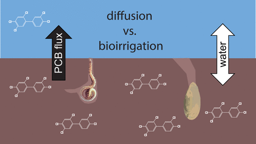 Investigating the Effect of Bioirrigation on In Situ Porewater ...