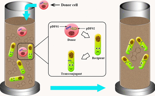 Genetic Bioaugmentation of Activated Sludge with Dioxin-Catabolic ...