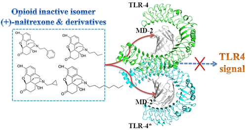 Dissecting the Innate Immune Recognition of Opioid Inactive Isomer ...
