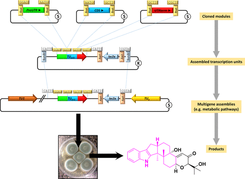 MIDAS: A Modular DNA Assembly System for Synthetic Biology,ACS ...