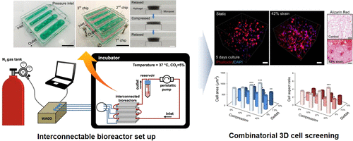 Interconnectable Dynamic Compression Bioreactors for Combinatorial ...
