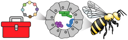 Genetic Engineering of Bee Gut Microbiome Bacteria with a Toolkit for ...