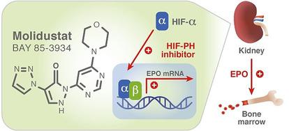 Discovery of Molidustat (BAY 85‐3934): A Small‐Molecule Oral HIF‐Prolyl ...