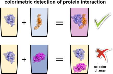 A Rapid Colorimetric Method to Visualize Protein Interactions,Chemistry ...