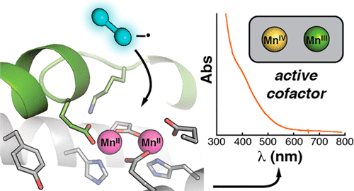 Structural Basis for Superoxide Activation of Flavobacterium johnsoniae ...