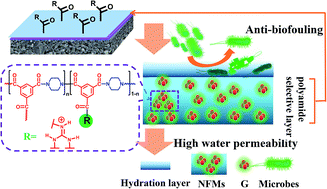 Guanidinium-functionalized nanofiltration membranes integrating anti-fouling and antimicrobial ...