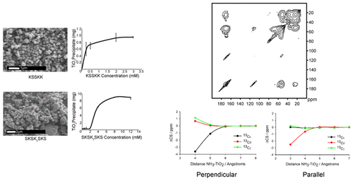 Serine–Lysine Peptides as Mediators for the Production of Titanium ...