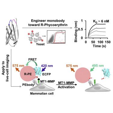Directed Evolution to Engineer Monobody for FRET Biosensor Assembly and ...