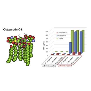 Structure, Function, and Biosynthetic Origin of Octapeptin Antibiotics ...