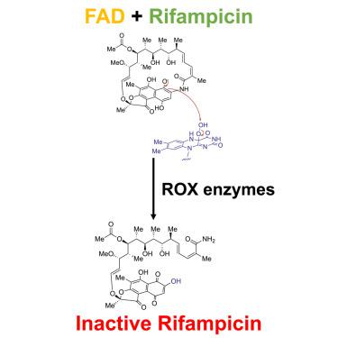 Rox，一种具有前所未有的作用机制的利福霉素抗性酶,Cell Chemical Biology - X-MOL