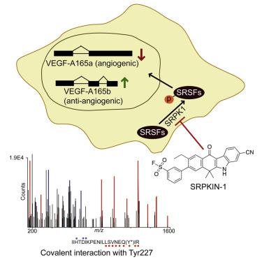 SRPKIN-1：一种共价 SRPK1/2 抑制剂，可有效地将 VEGF 从促血管生成转化为抗血管生成异构体,Cell Chemical ...