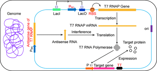 整合T7 RNA聚合酶及其同源转录单位在单个质粒中的宿主独立和稳定表达系统。,ACS Synthetic Biology - X-MOL