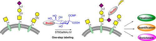 A One-Step Chemoenzymatic Labeling Strategy for Probing Sialylated ...