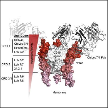 Complex Interplay between Epitope Specificity and Isotype Dictates the ...
