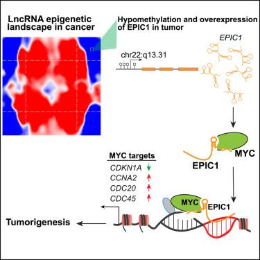 lncRNA Epigenetic Landscape Analysis Identifies EPIC1 as an Oncogenic ...