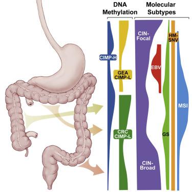 胃肠道腺癌的比较分子分析。,Cancer Cell - X-MOL