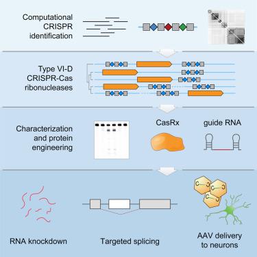 Transcriptome Engineering with RNA-Targeting Type VI-D CRISPR Effectors ...