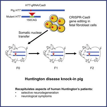 A Huntingtin Knockin Pig Model Recapitulates Features of Selective ...