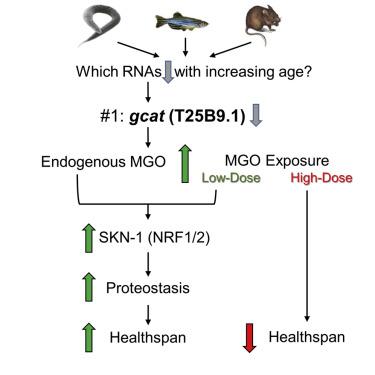 Impairing L-Threonine Catabolism Promotes Healthspan through ...