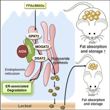 AIDA Selectively Mediates Downregulation of Fat Synthesis Enzymes by ...