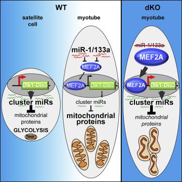 Metabolic Maturation during Muscle Stem Cell Differentiation Is ...