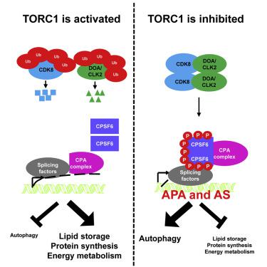 TORC1管制的CPA复合体重新组合了RNA处理网络，以驱动自噬和代谢重编程。,Cell Metabolism - X-MOL