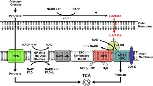The Science and Translation of Lactate Shuttle Theory.,Cell Metabolism ...