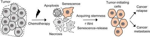 Senescence Elicits Stemness: A Surprising Mechanism for Cancer Relapse.,Cell Metabolism - X-MOL