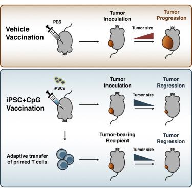 Autologous iPSC-Based Vaccines Elicit Anti-tumor Responses In Vivo ...