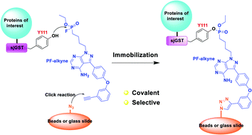 Covalent and selective immobilization of GST fusion proteins with ...