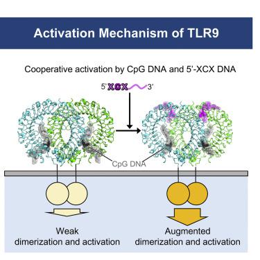 Toll-like Receptor 9 Contains Two DNA Binding Sites that Function ...