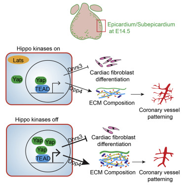 Hippo Signaling Plays an Essential Role in Cell State Transitions ...