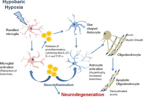 Temporal and Spatial Changes in Glial Cells During Chronic Hypobaric Hypoxia: Role in ...
