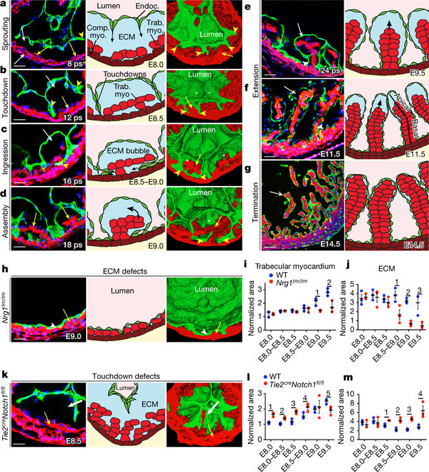 Control of cardiac jelly dynamics by NOTCH1 and NRG1 defines the ...