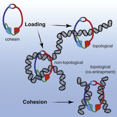 The Cohesin Ring Uses Its Hinge to Organize DNA Using Non-topological ...