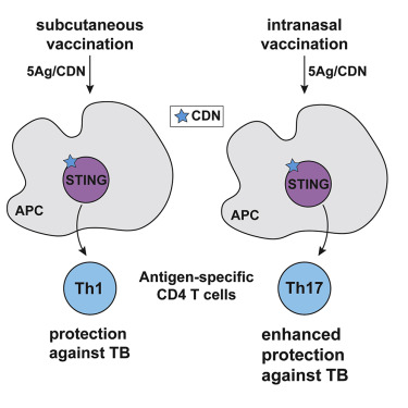 STING-Activating Adjuvants Elicit a Th17 Immune Response and Protect ...