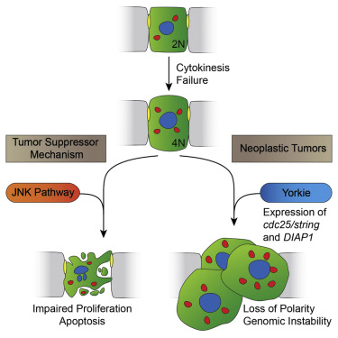 果蝇细胞胞质分裂失败的Yorkie和JNK控制肿瘤发生。,Cell Reports - X-MOL