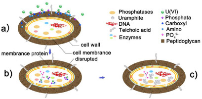 Biomineralization mechanism of U(VI) induced by Bacillus cereus 12-2 ...