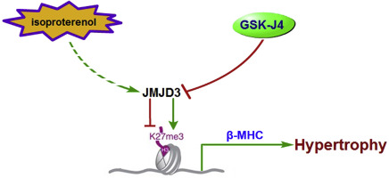 JMJD3 inhibition protects against isoproterenol-induced cardiac ...